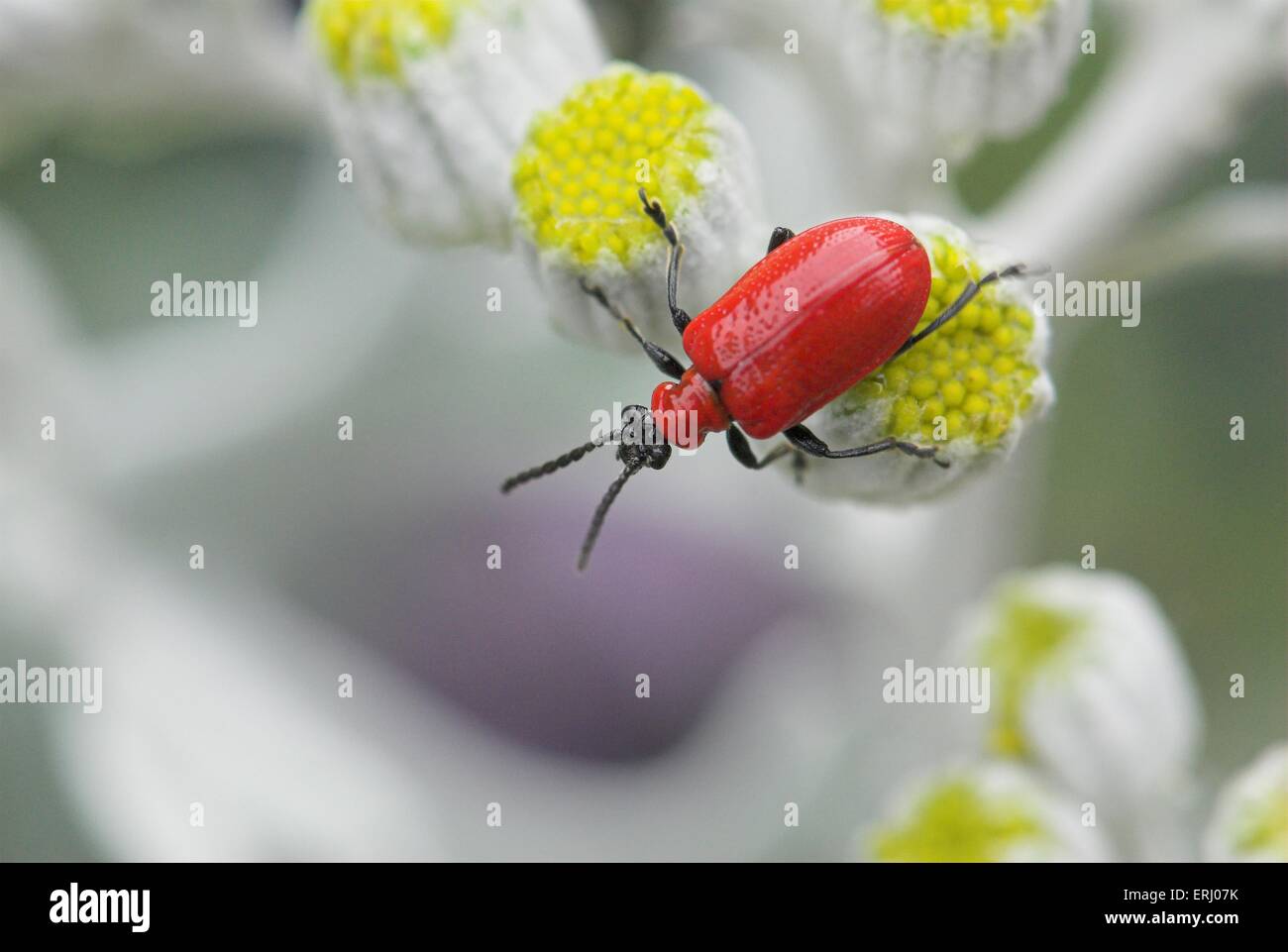 red lily beetle Stock Photo - Alamy