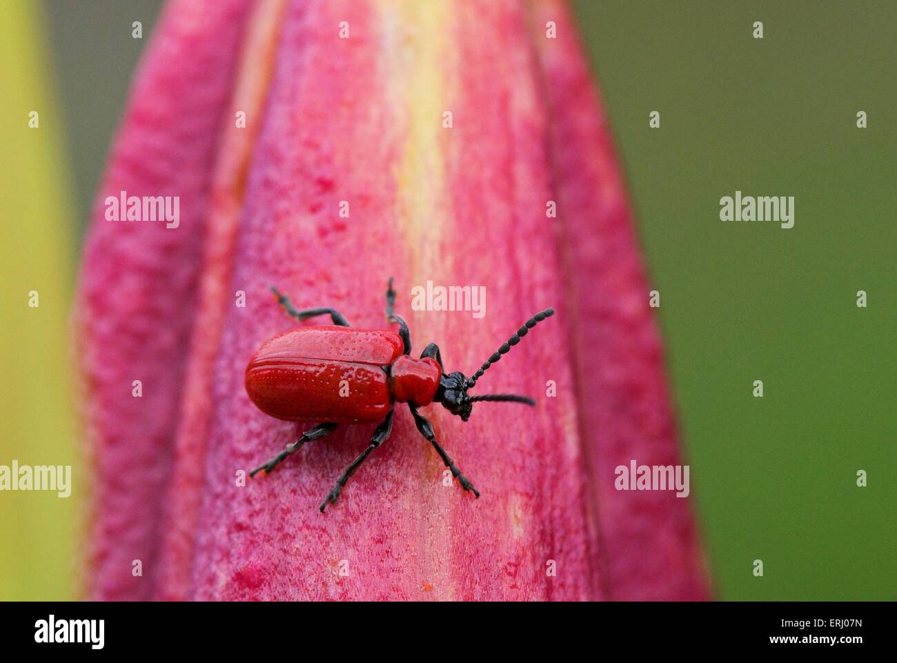 red lily beetle Stock Photo - Alamy