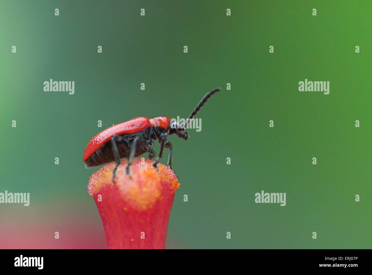 red lily beetle Stock Photo - Alamy