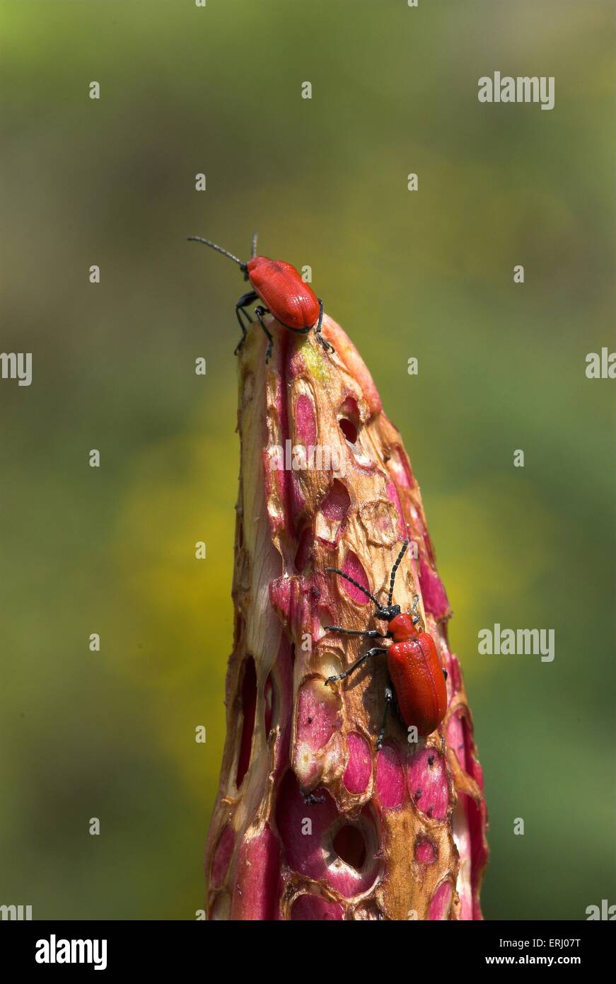 red lily beetle Stock Photo - Alamy