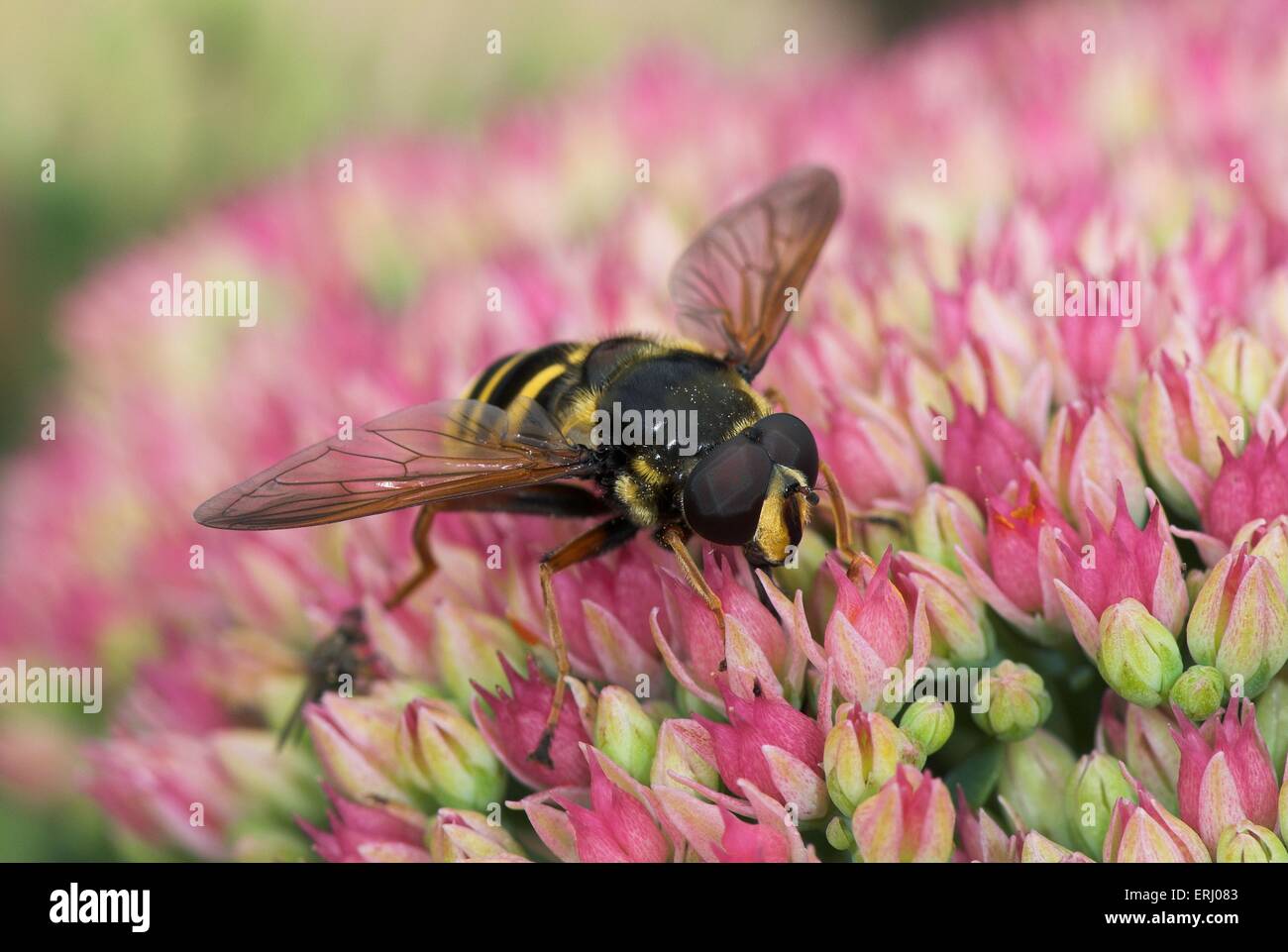 Dipteras hi-res stock photography and images - Alamy