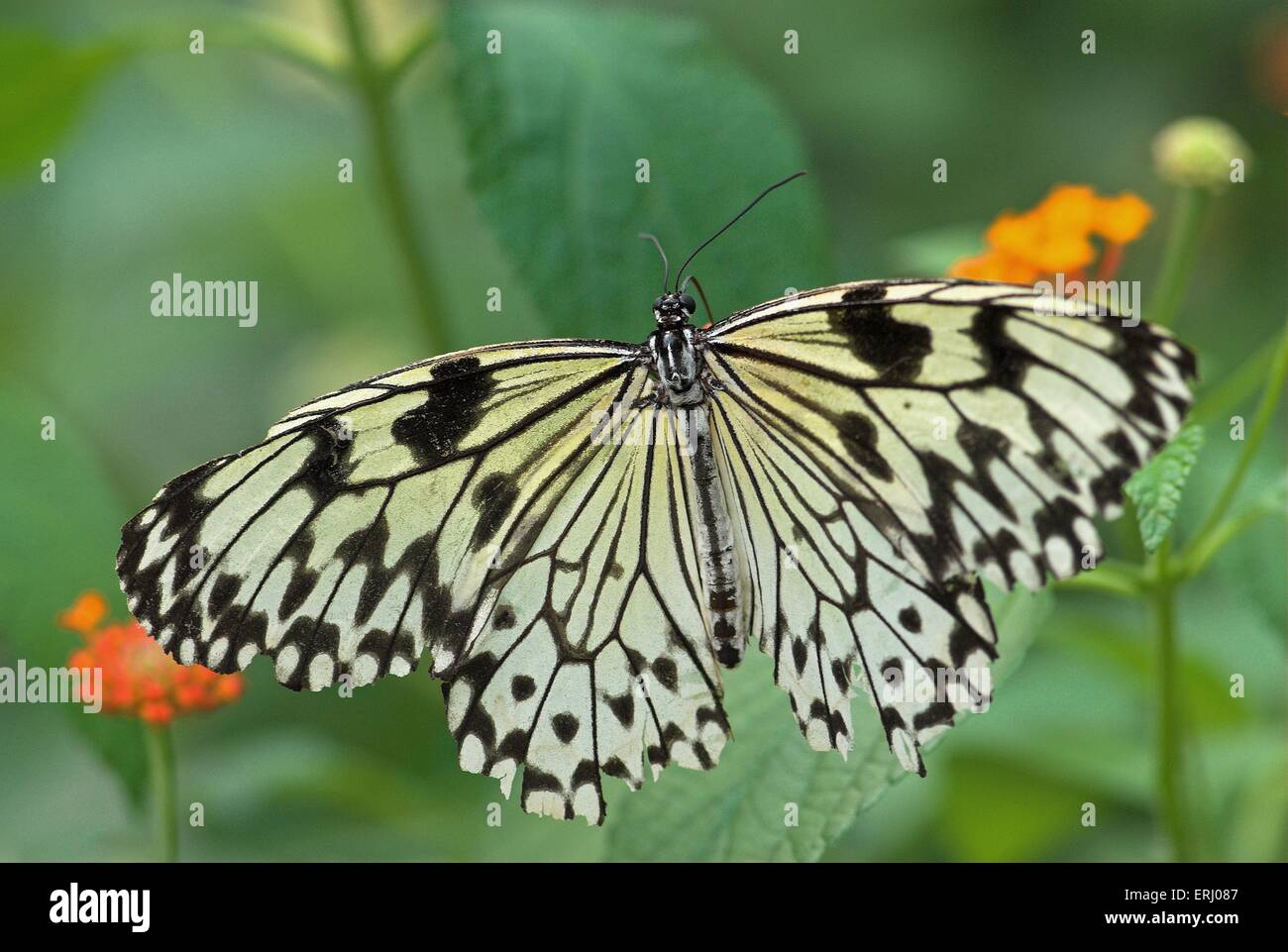 Dryad tree nymph tree hi-res stock photography and images - Alamy