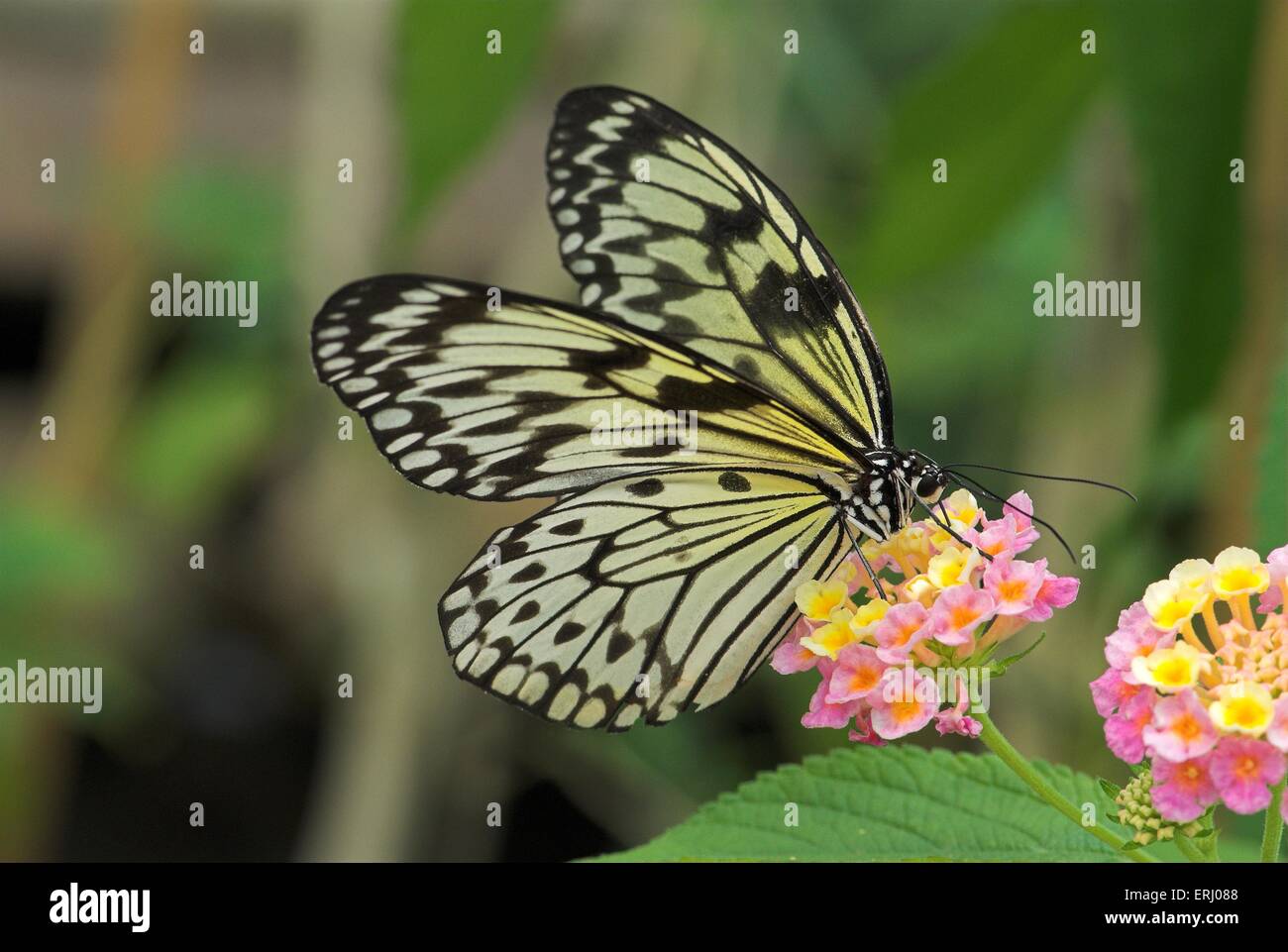 Dryad tree nymph hi-res stock photography and images - Alamy