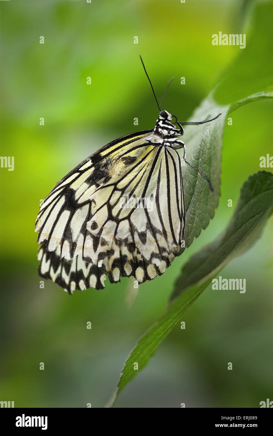 Dryad tree nymph tree hi-res stock photography and images - Alamy