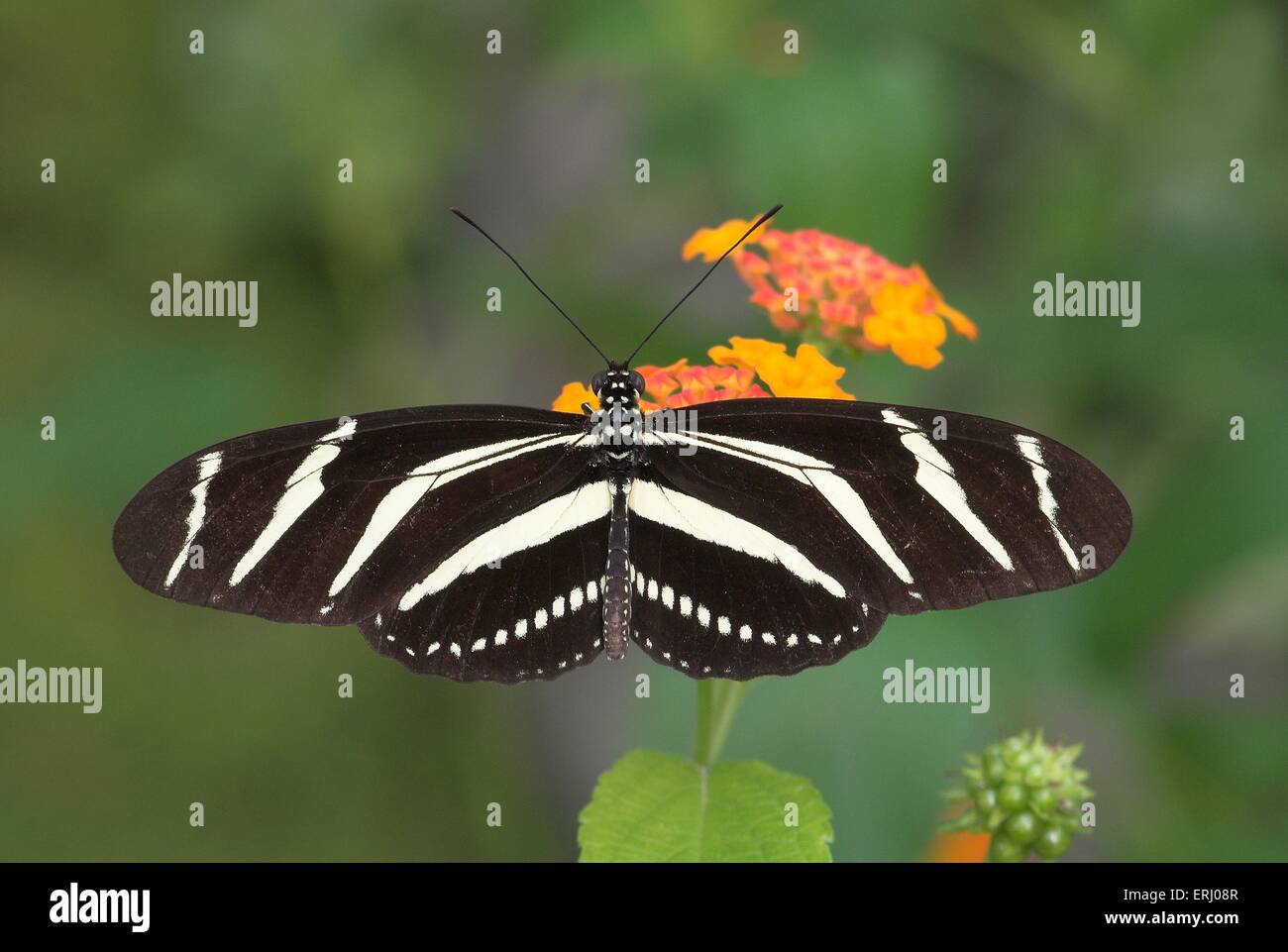 Zebra longwings hi-res stock photography and images - Alamy