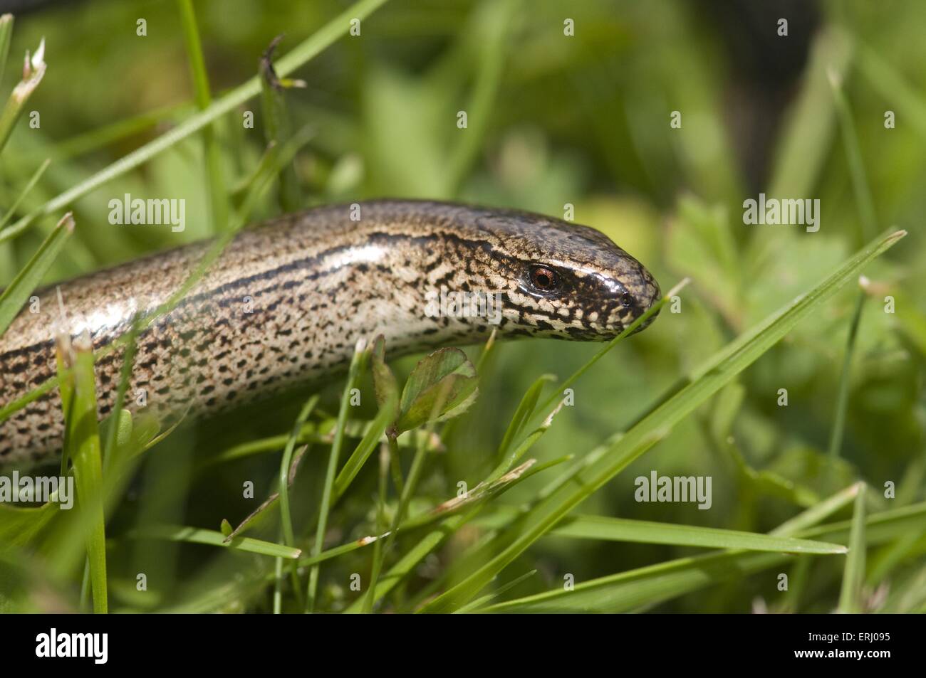 Diploglossa hi-res stock photography and images - Alamy