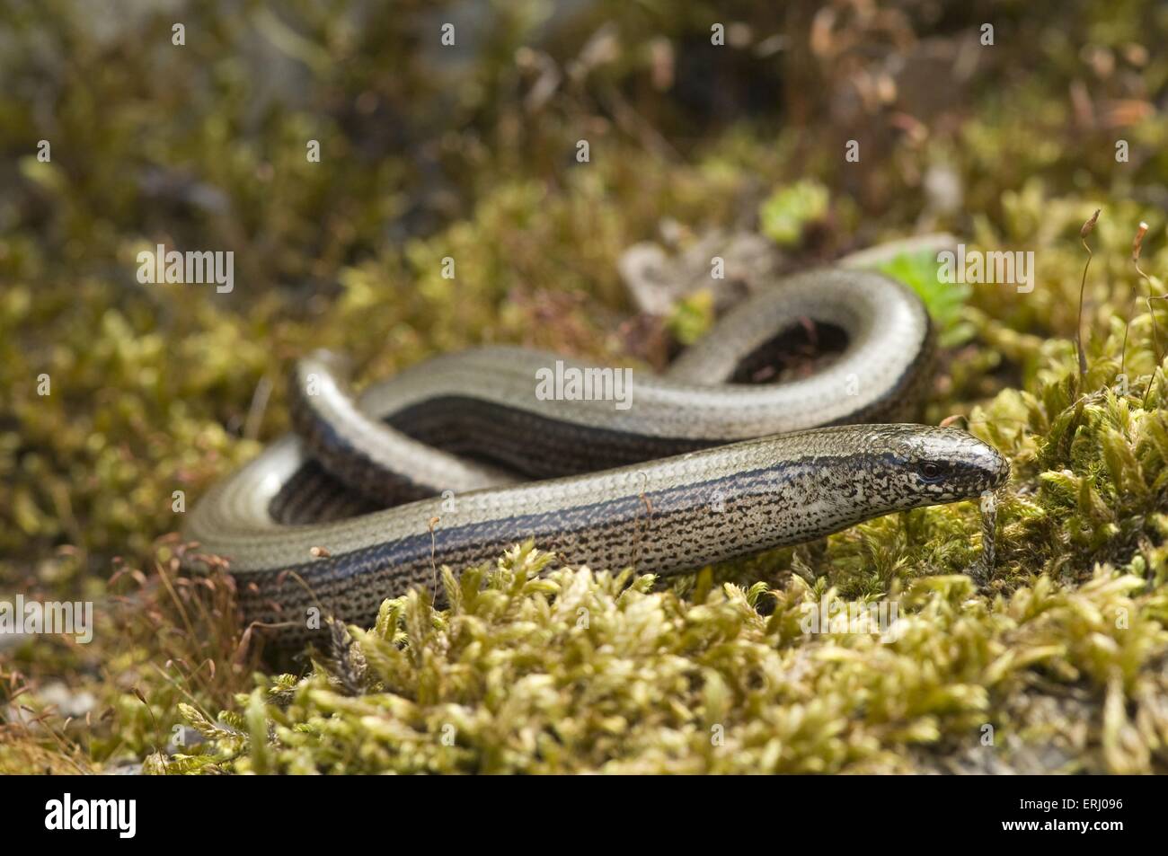 Blind worms hi-res stock photography and images - Alamy