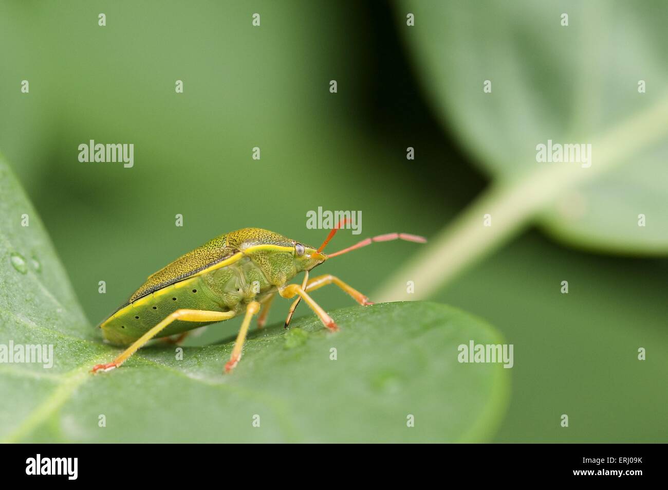 Side view of stink bug hi-res stock photography and images - Alamy