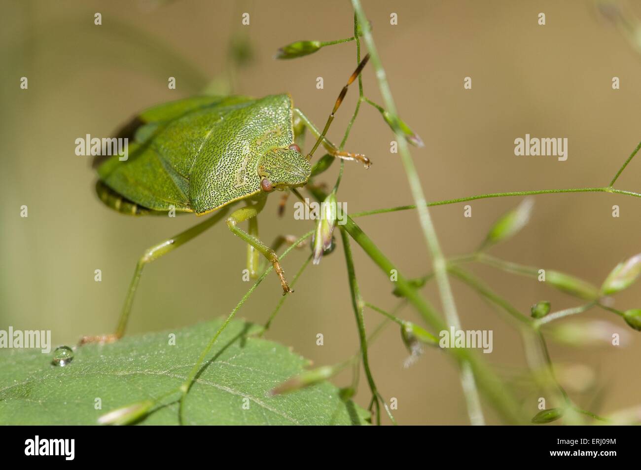 Side view of stink bug hi-res stock photography and images - Alamy