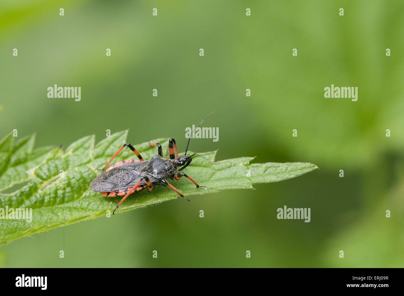 Side view of assassin bug hi-res stock photography and images - Alamy
