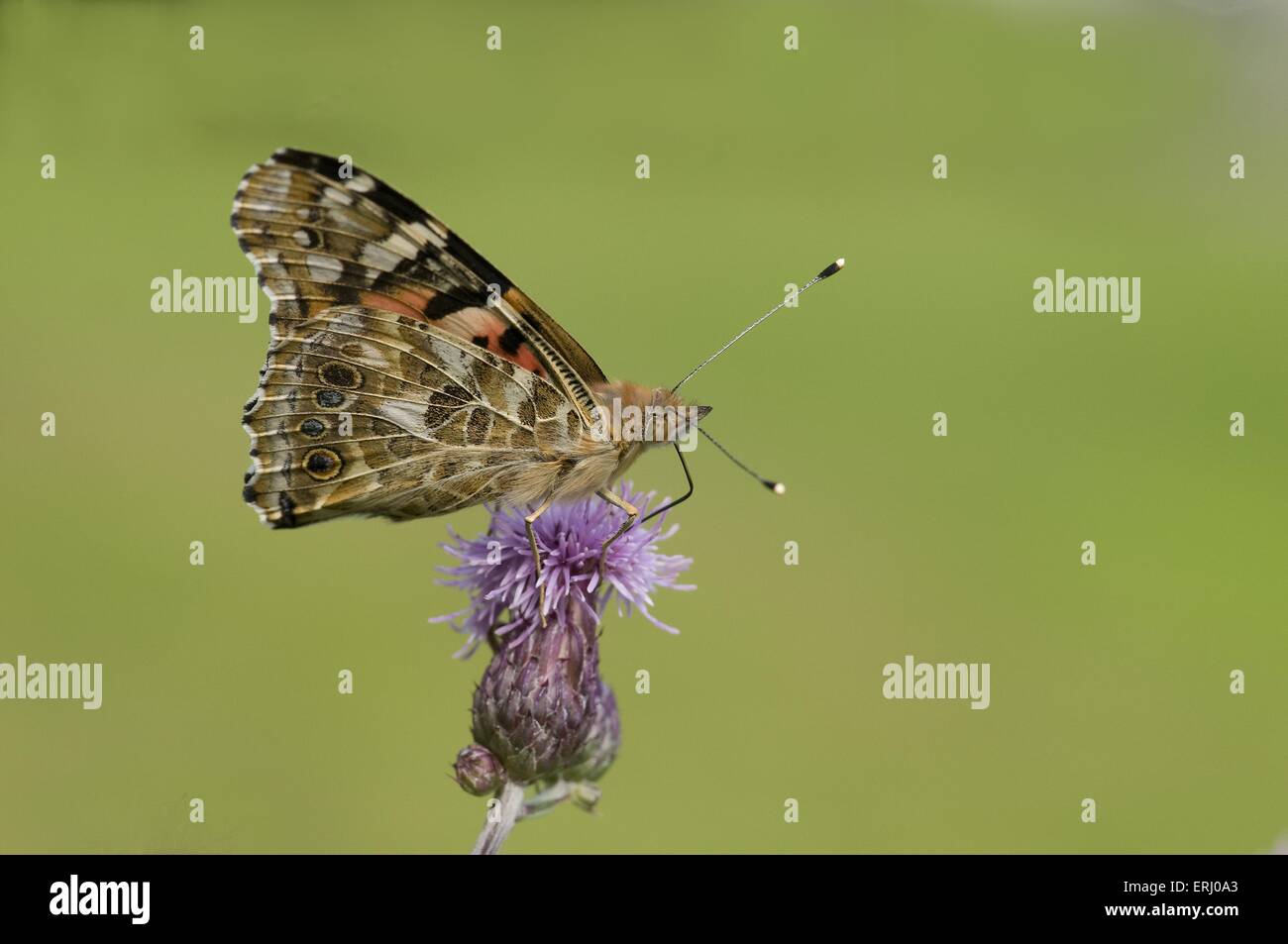 Painted lady profile hi-res stock photography and images - Alamy