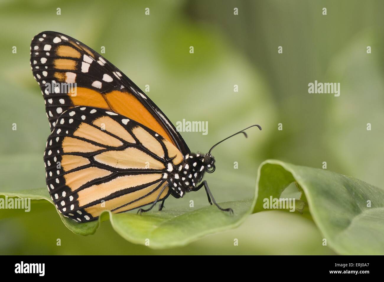 Side view of monarch butterfly hi-res stock photography and images - Alamy