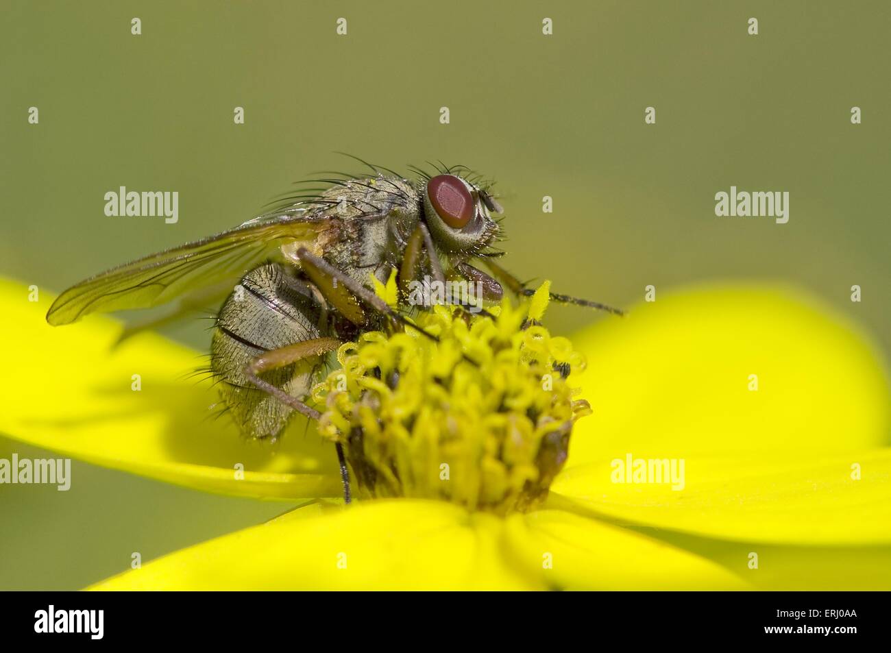 Fly side profile hi-res stock photography and images - Alamy