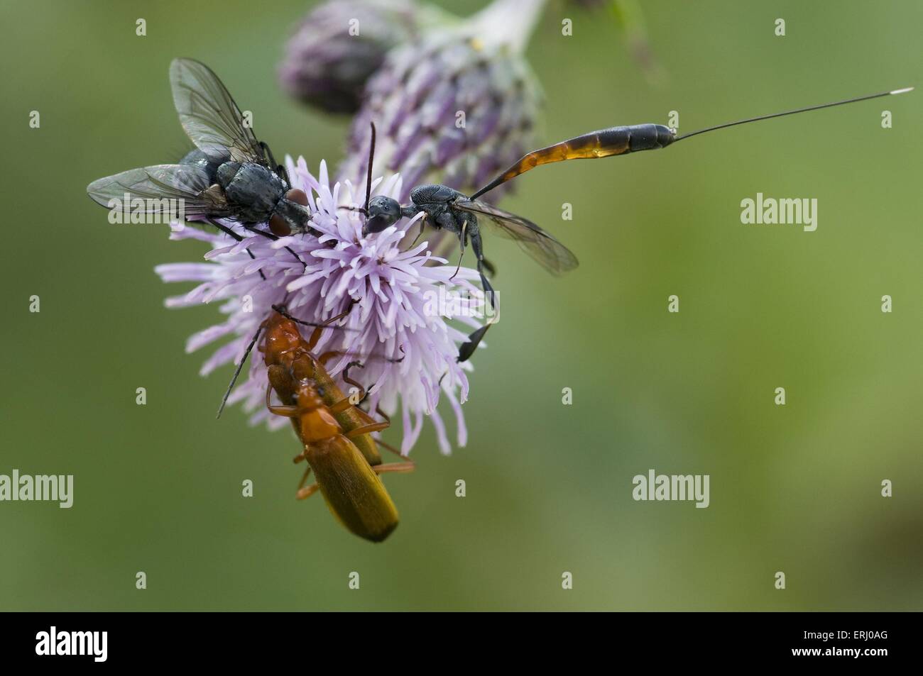 Soldier thistle hi-res stock photography and images - Alamy