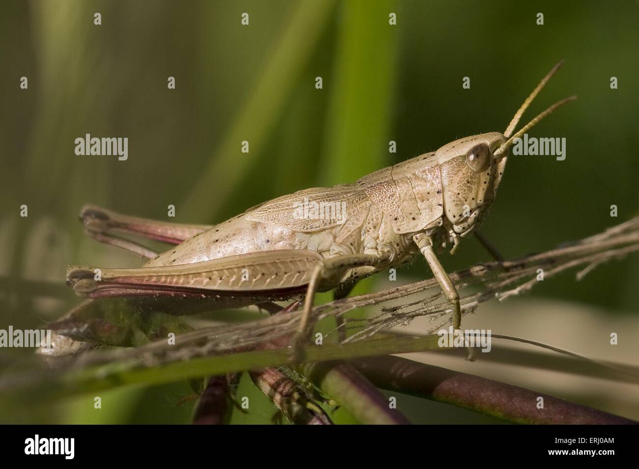 Solo grasshopper hi-res stock photography and images - Alamy