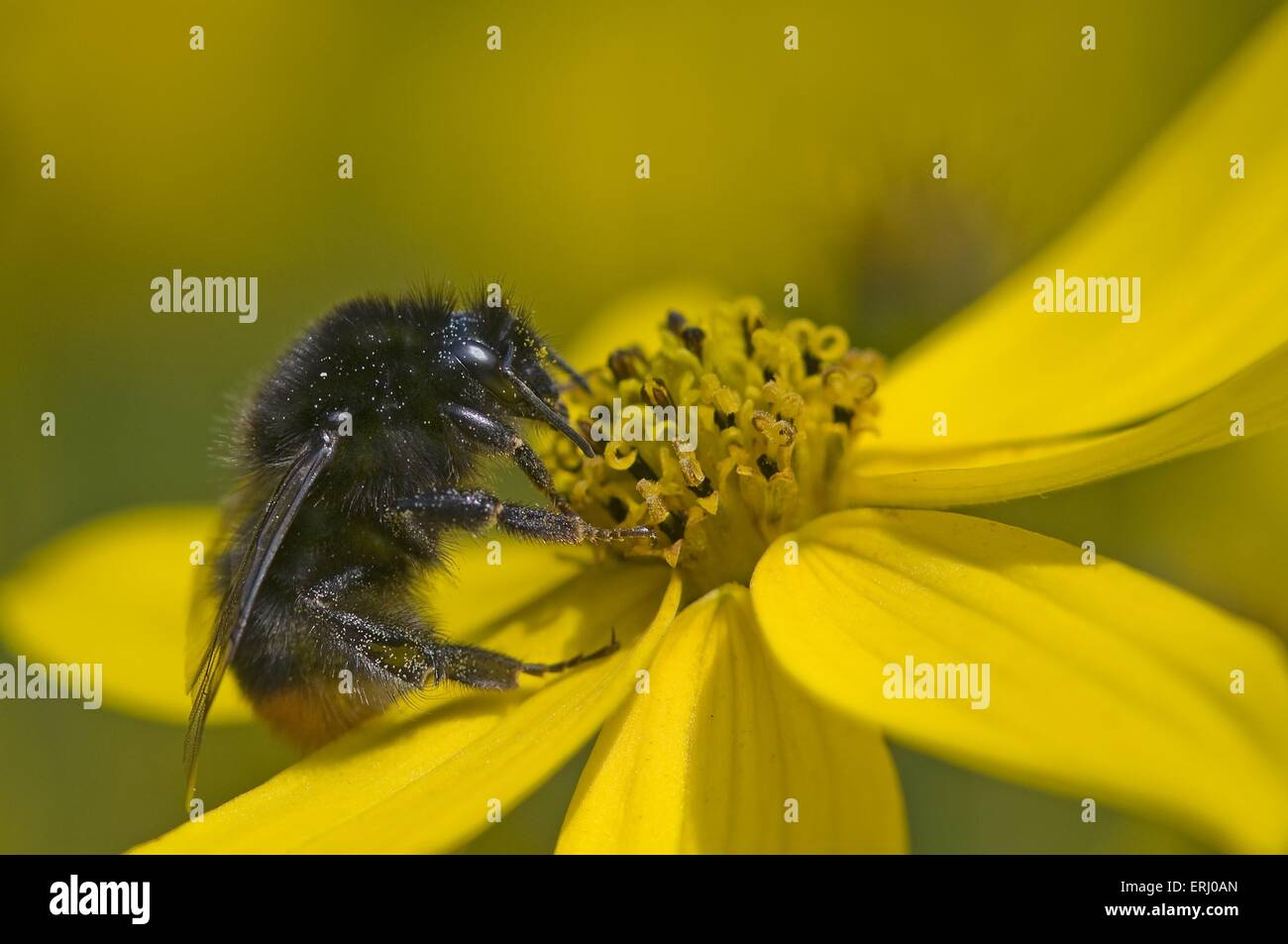 Bumblebee profile hi-res stock photography and images - Alamy