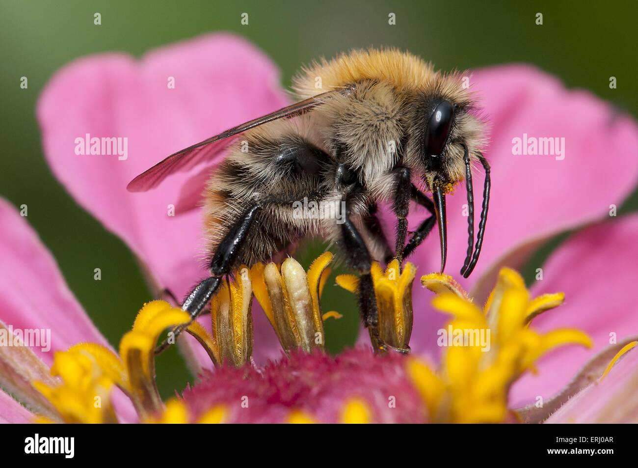 Bumblebee profile hi-res stock photography and images - Alamy