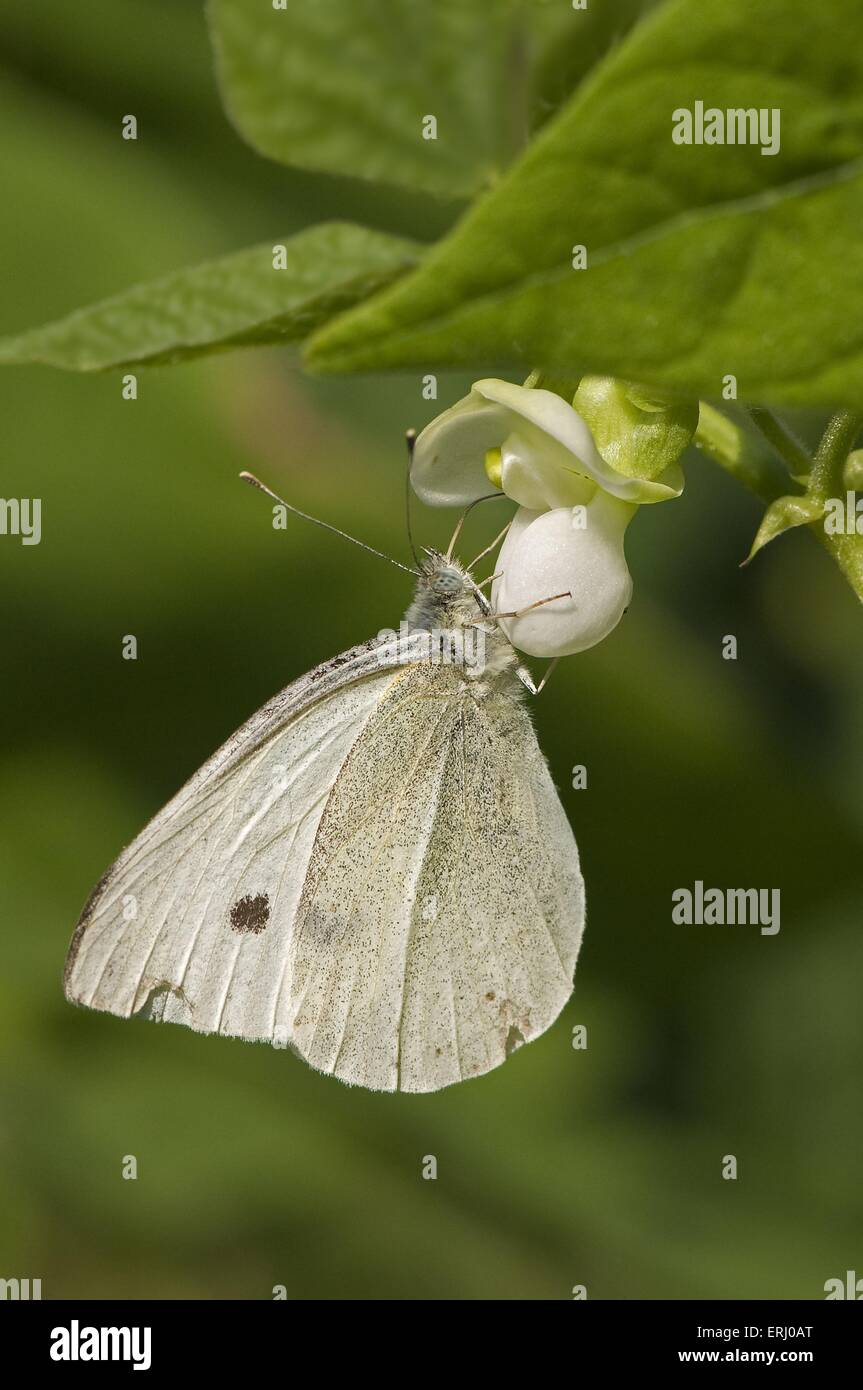 large white butterfly Stock Photo - Alamy