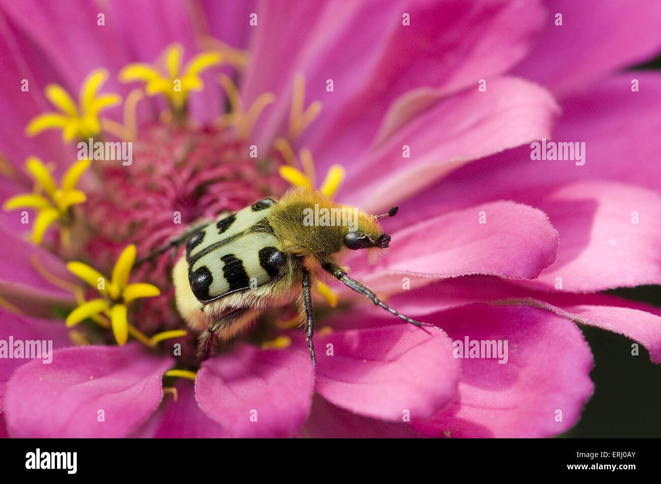fiery banded bug Stock Photo - Alamy