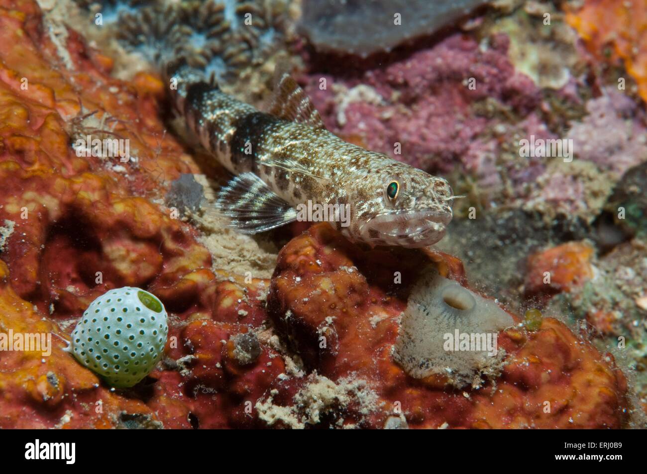 Lizardfishes hi-res stock photography and images - Alamy
