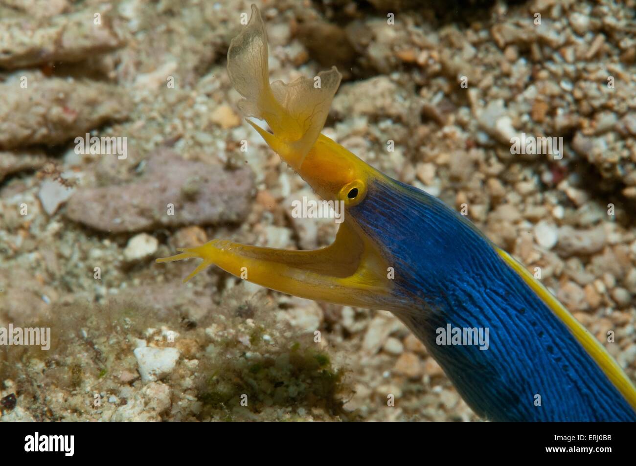 Outside eel hi-res stock photography and images - Alamy