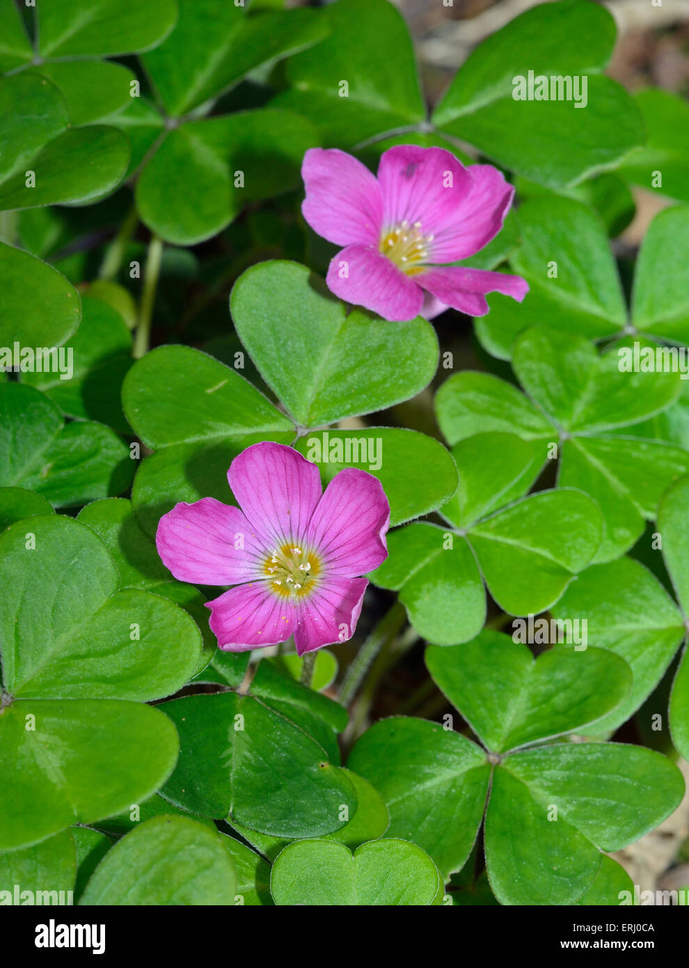Redwood Sorrel - Oxalis oregana form smalliana Native to moist Douglas ...