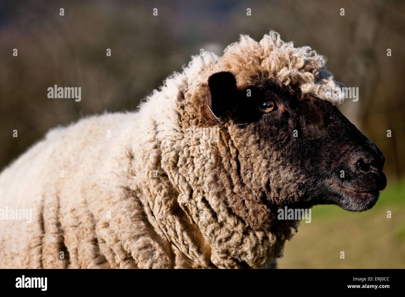 Shropshire sheeps hi-res stock photography and images - Alamy