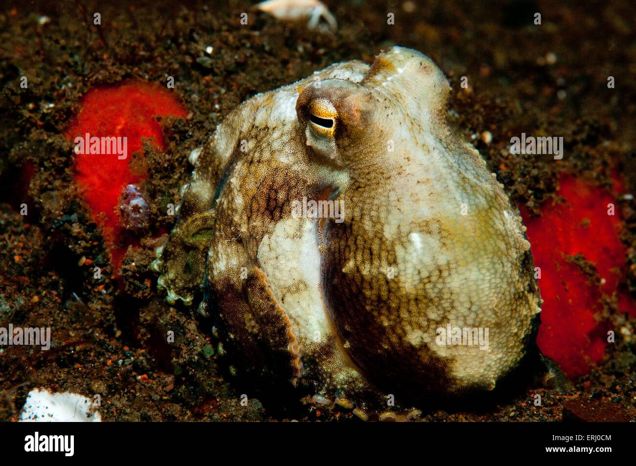 Octopus under water hi-res stock photography and images - Alamy