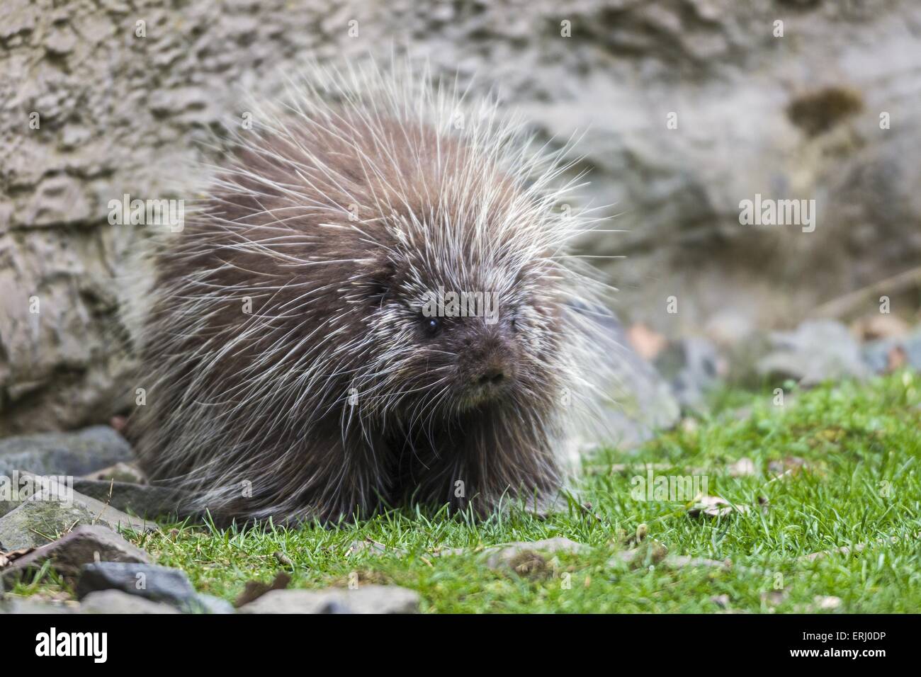 New World Porcupine Stock Photo - Alamy