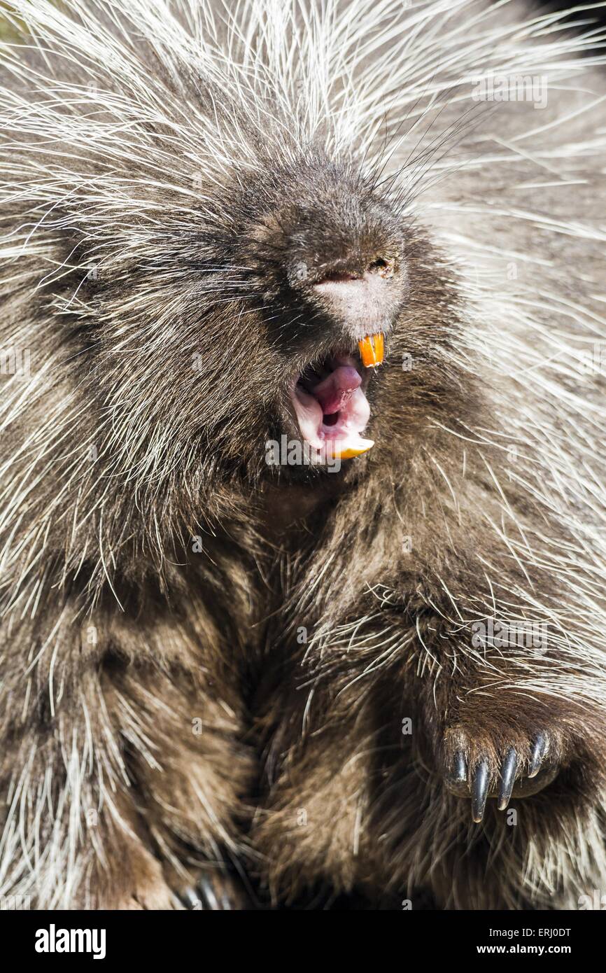 Porcupine portraits hi-res stock photography and images - Alamy