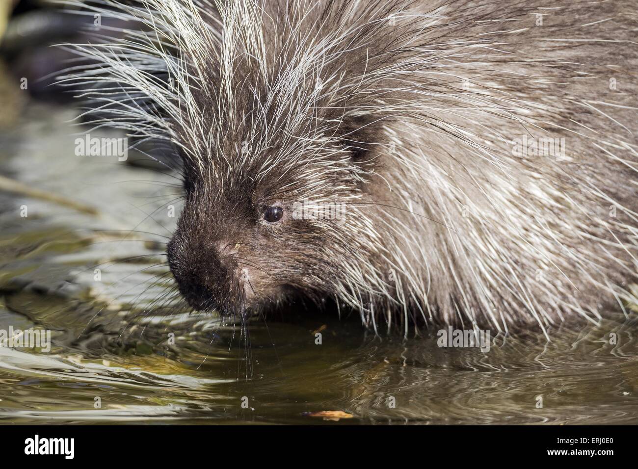New World Porcupine Stock Photo - Alamy