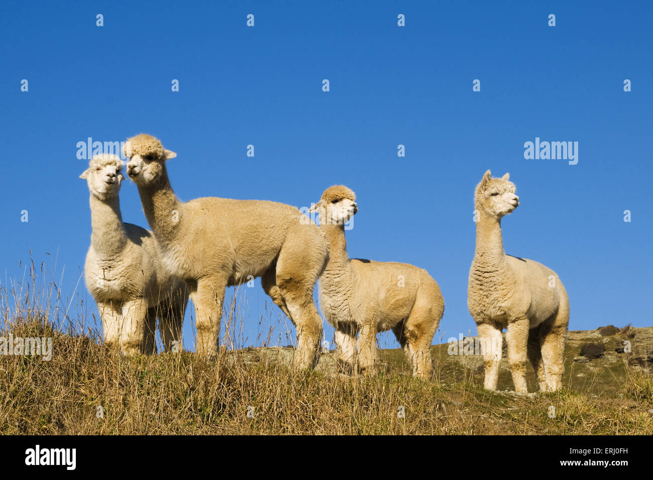Herd of lamas in the wilderness Stock Photo - Alamy