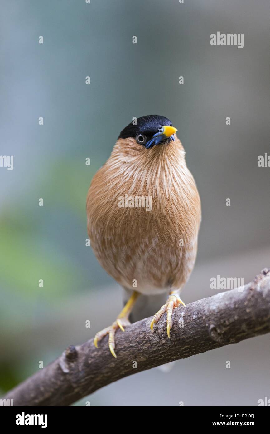 Brahminy myna hi-res stock photography and images - Alamy