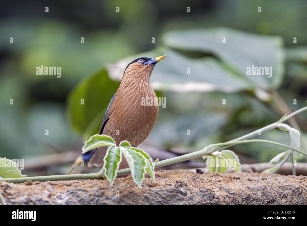 Brahminy hi-res stock photography and images - Alamy