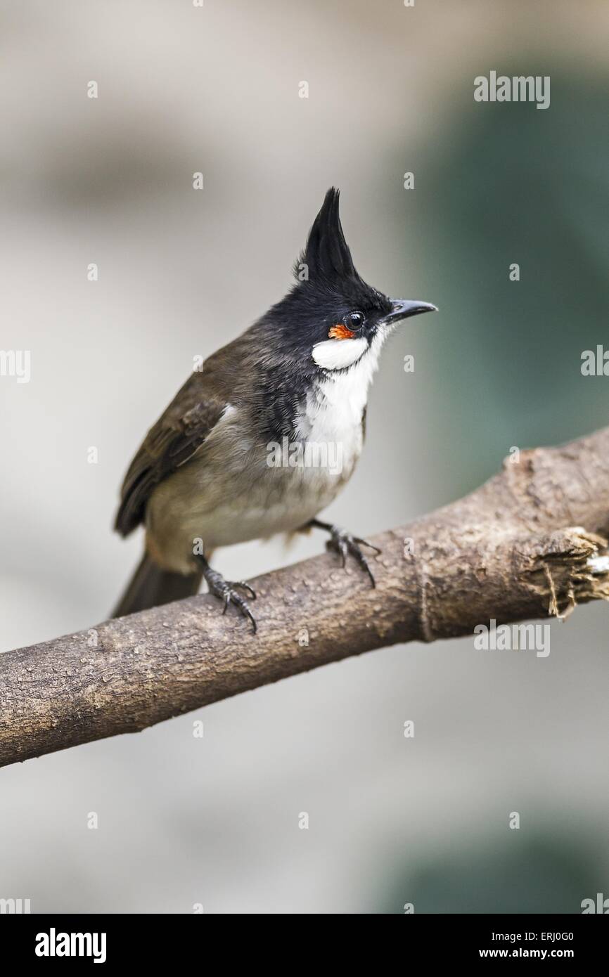 Side whiskered hi-res stock photography and images - Alamy