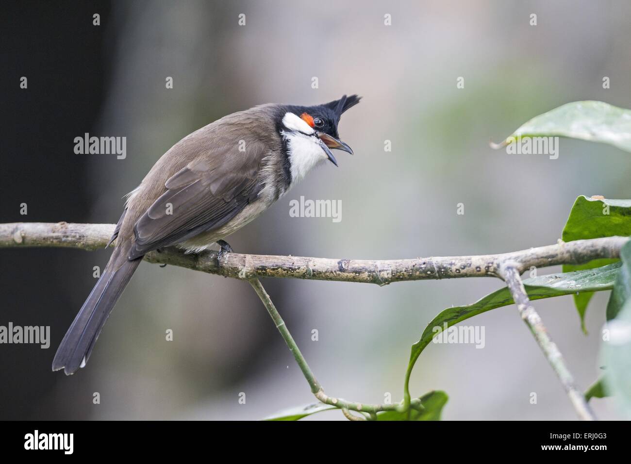 Bulbul behavior hi-res stock photography and images - Alamy