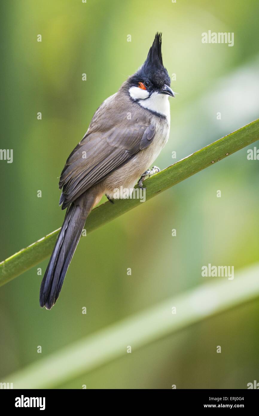 Side whiskered hi-res stock photography and images - Alamy