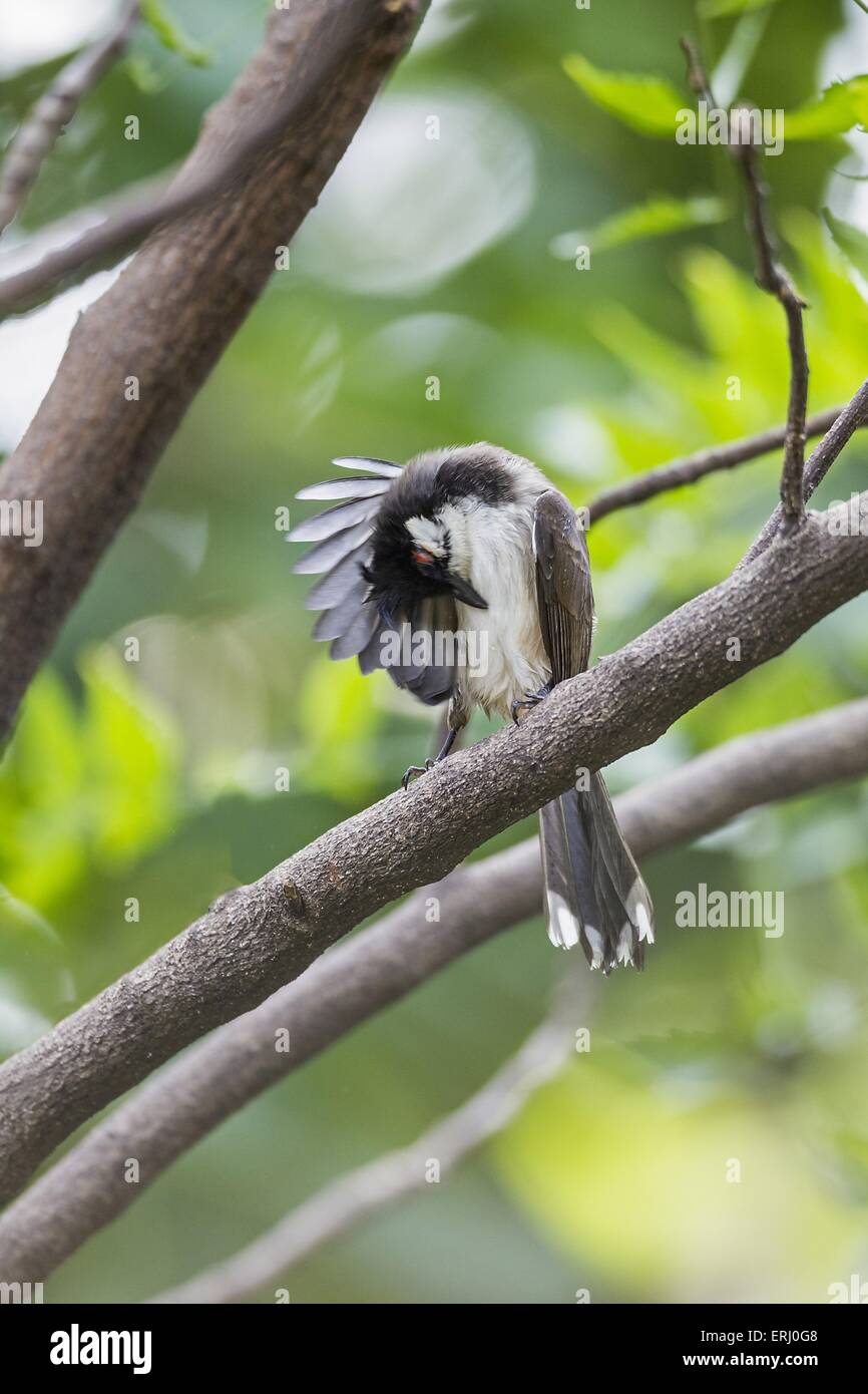 Bulbul behavior hi-res stock photography and images - Alamy