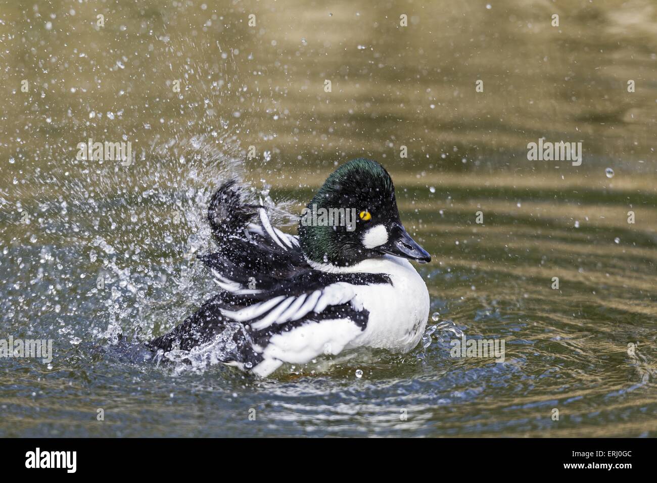 common goldeneye duck Stock Photo - Alamy