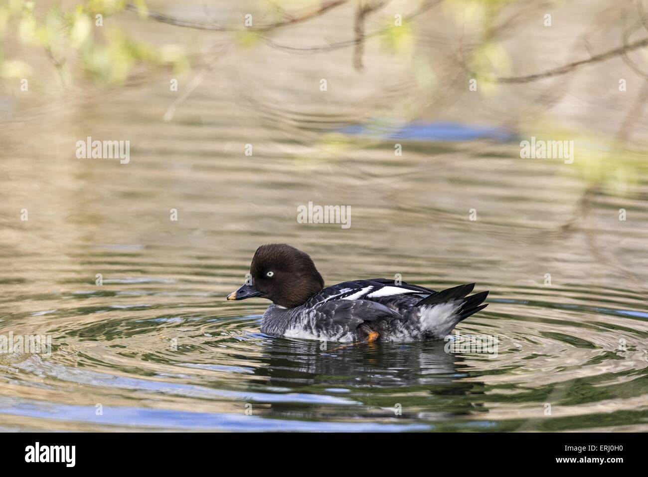 common goldeneye duck Stock Photo - Alamy
