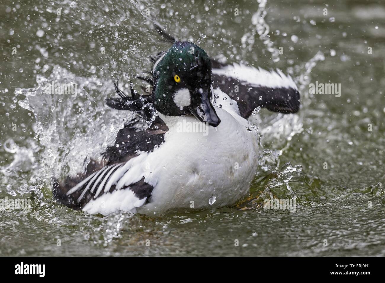 common goldeneye duck Stock Photo - Alamy