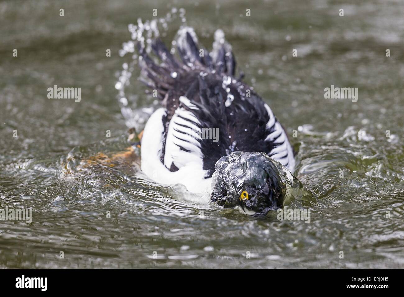 common goldeneye duck Stock Photo - Alamy