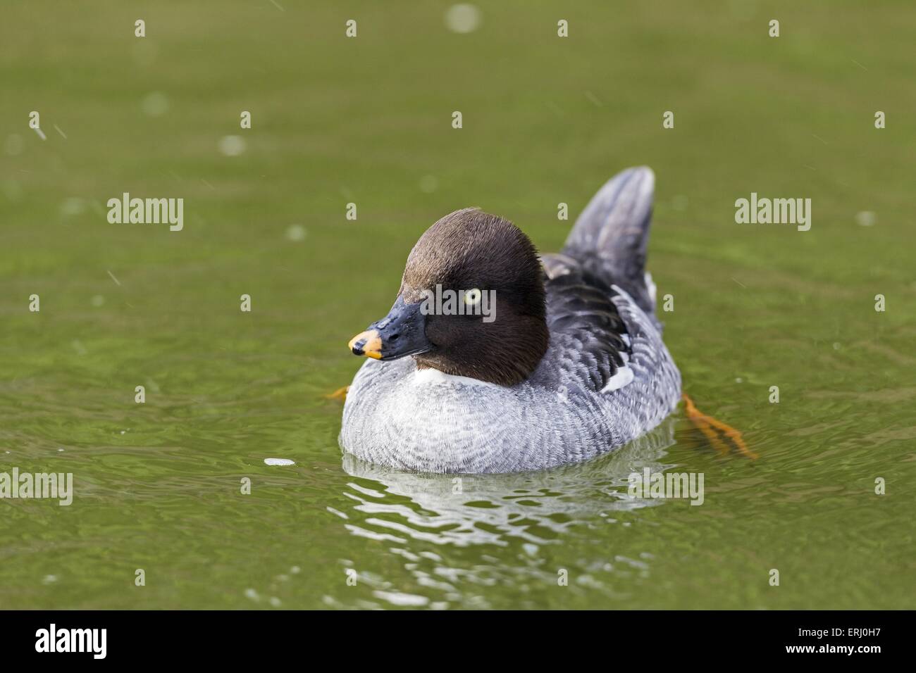 common goldeneye duck Stock Photo - Alamy
