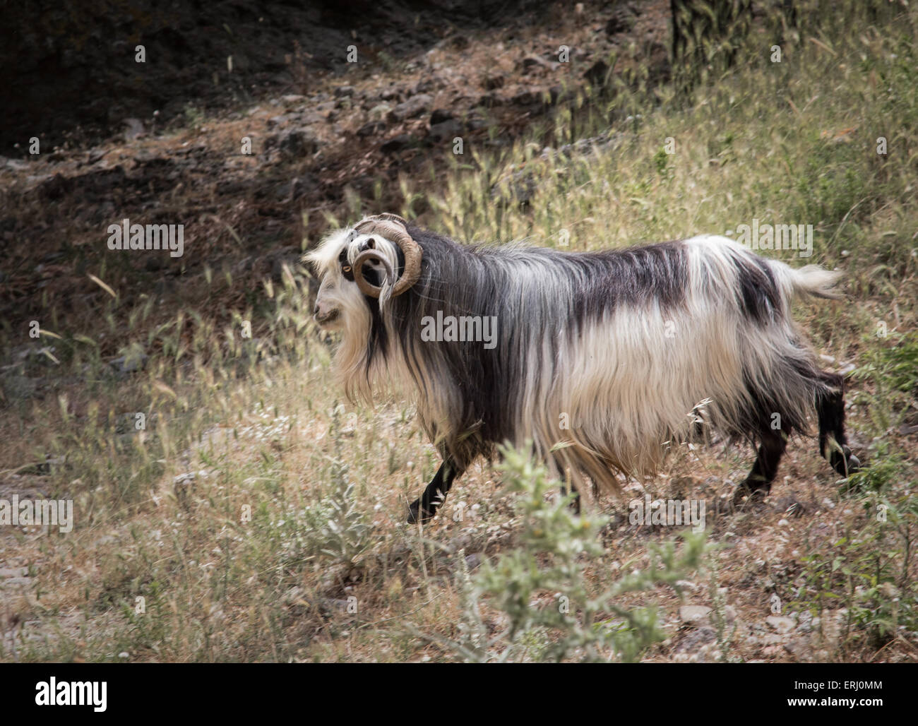 White and grey goat hi-res stock photography and images - Alamy