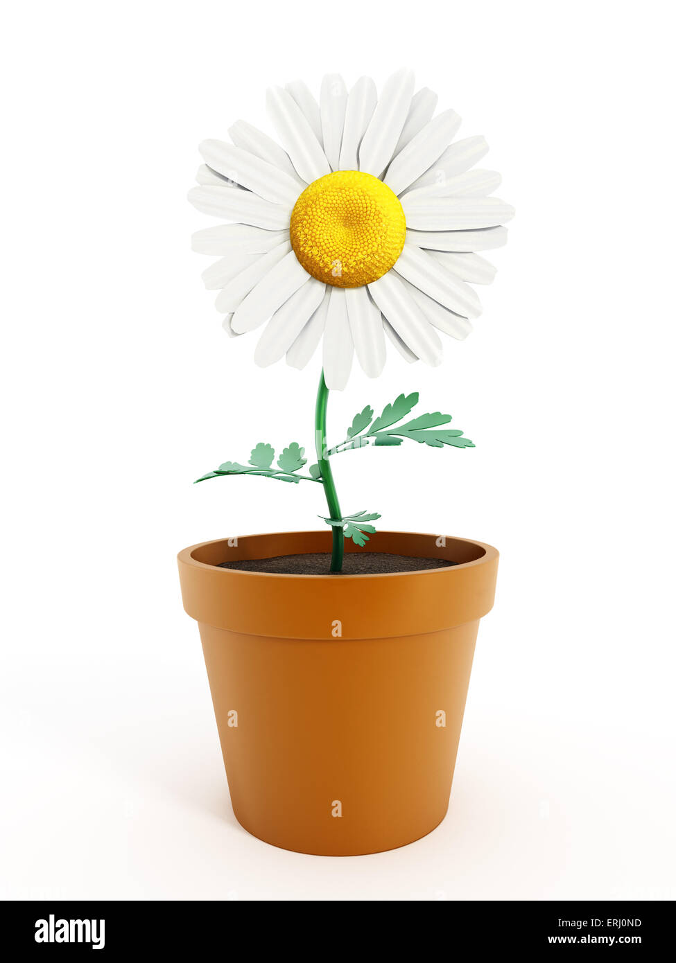 Daisy in the pot isolated on white Stock Photo - Alamy