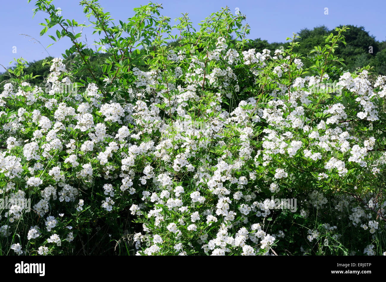 Wallpaper dog_rose hi-res stock photography and images - Alamy
