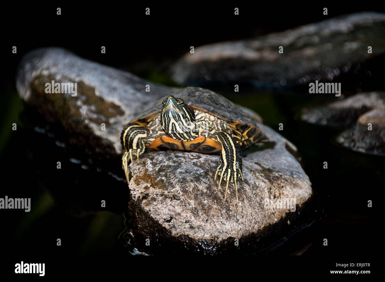Stones turtle hi-res stock photography and images - Alamy