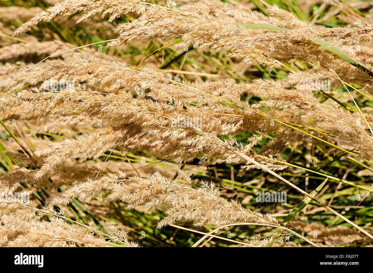 Dry beige grass hi-res stock photography and images - Alamy