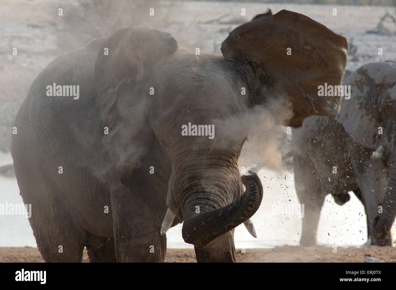 Elephant showering hi-res stock photography and images - Alamy