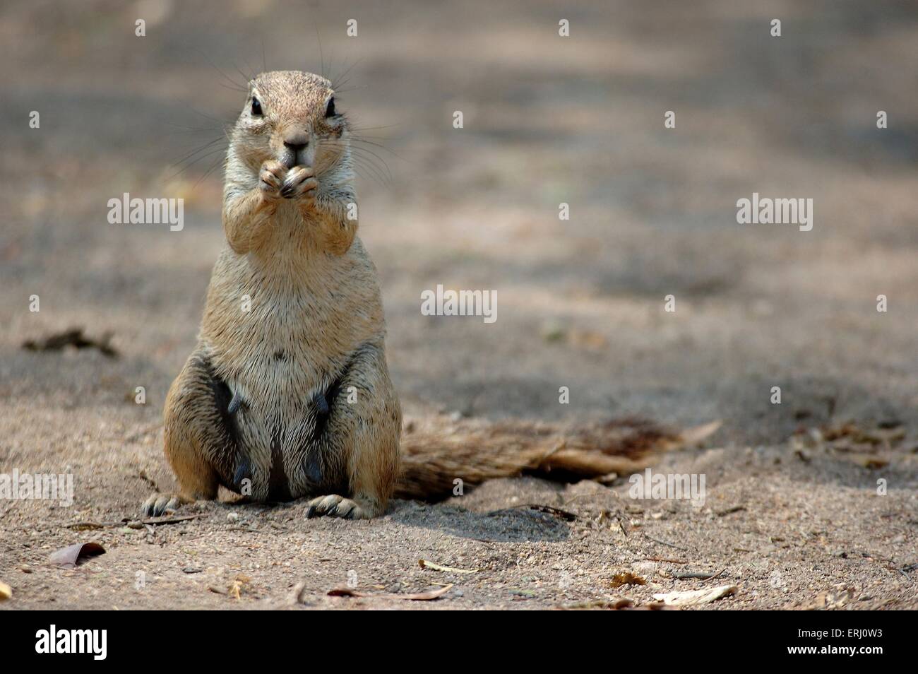 African chipmunks hi-res stock photography and images - Alamy